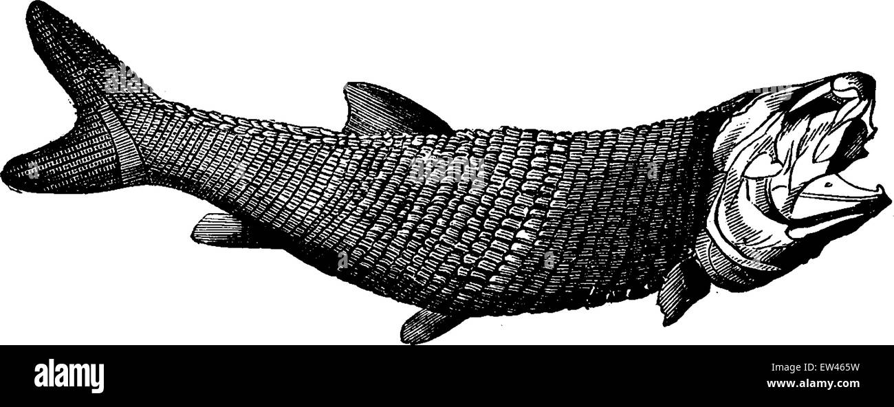 Palaeoniscus Freislebeni, Fishes of the Permian period, vintage ...