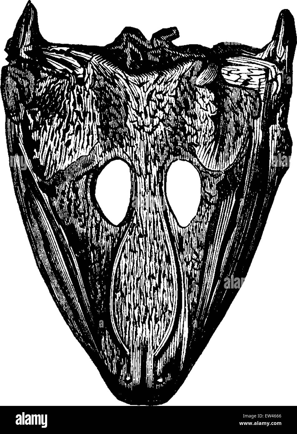 Labyrinthodonts heads, Archegosaurus and Mastodonsaurus, vintage ...