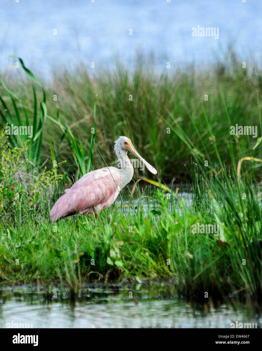 Roseate spoonbills ajaia ajaja hi-res stock photography and images - Alamy