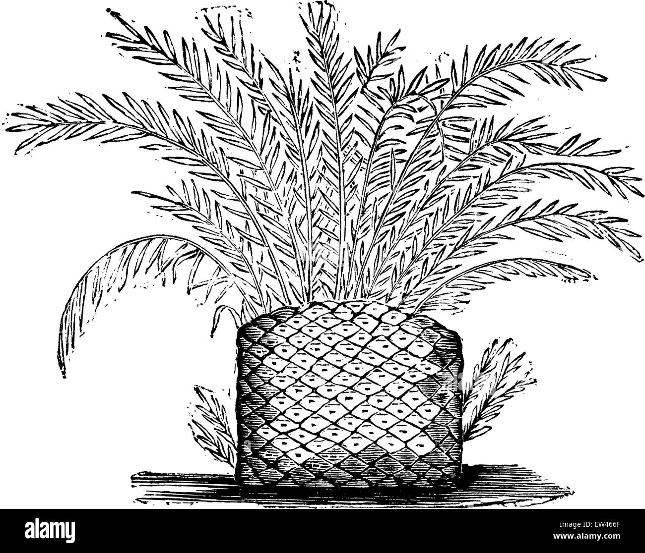 Cycad fossil Stock Vector Images - Alamy