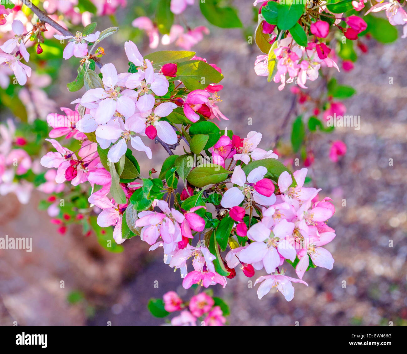 Oklahoma spring hi-res stock photography and images - Alamy