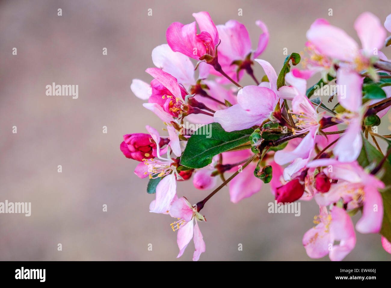 Oklahoma spring hi-res stock photography and images - Alamy