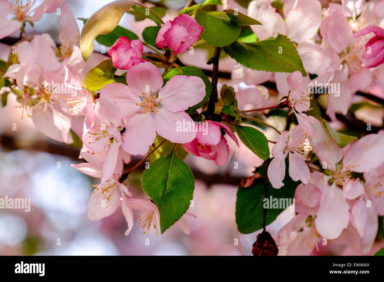 Spring blossoms on a Crabapple tree,Malus. USA Stock Photo - Alamy