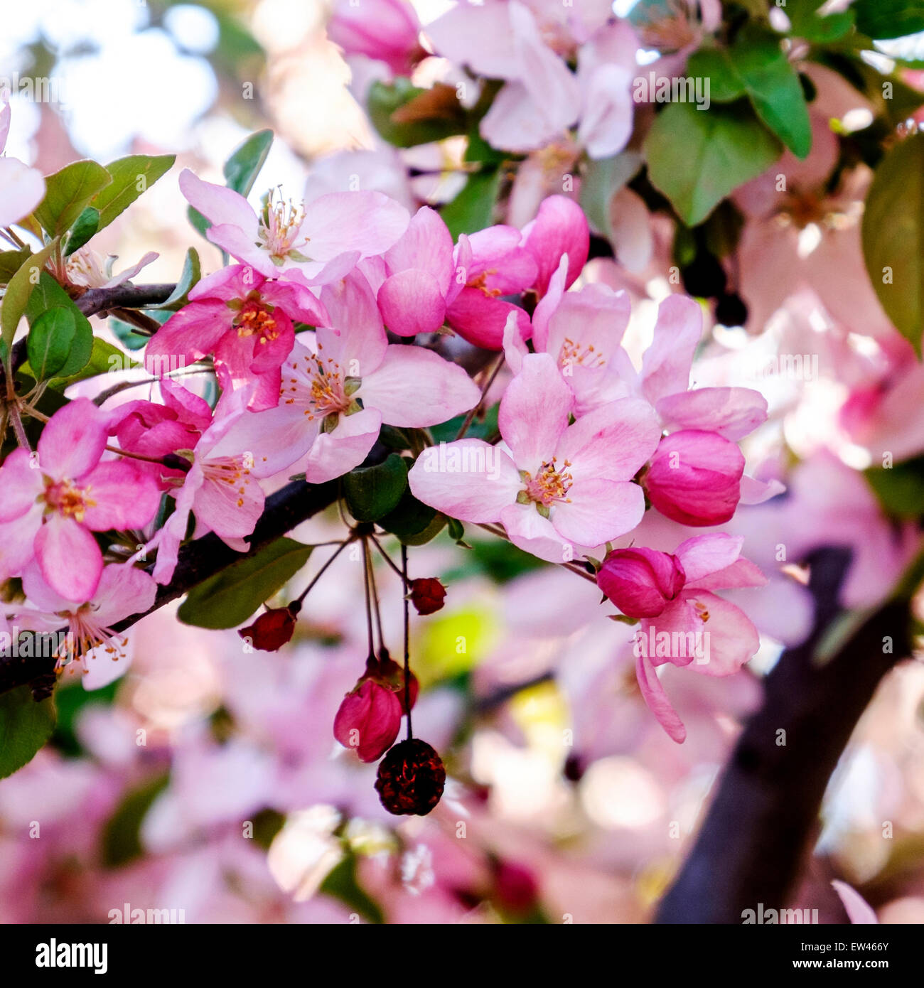 Spring blossoms on a Crabapple tree,Malus. Old fruit from previous ...
