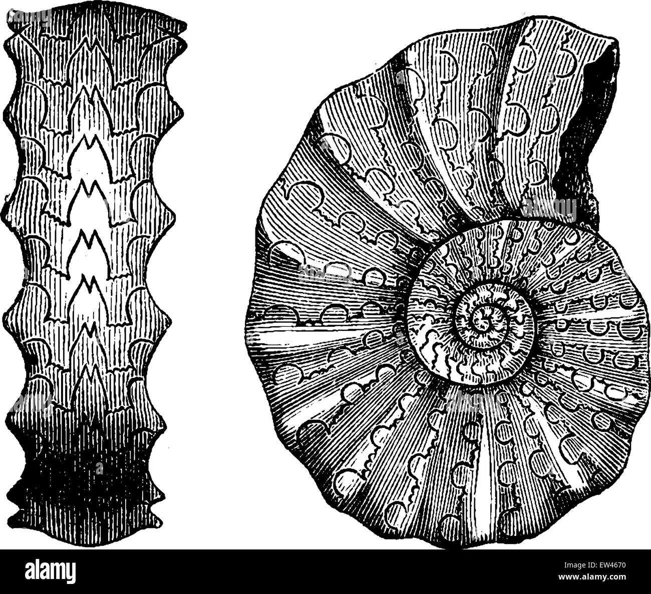 Ammonites Triassic, vintage engraved illustration. Earth before man ...