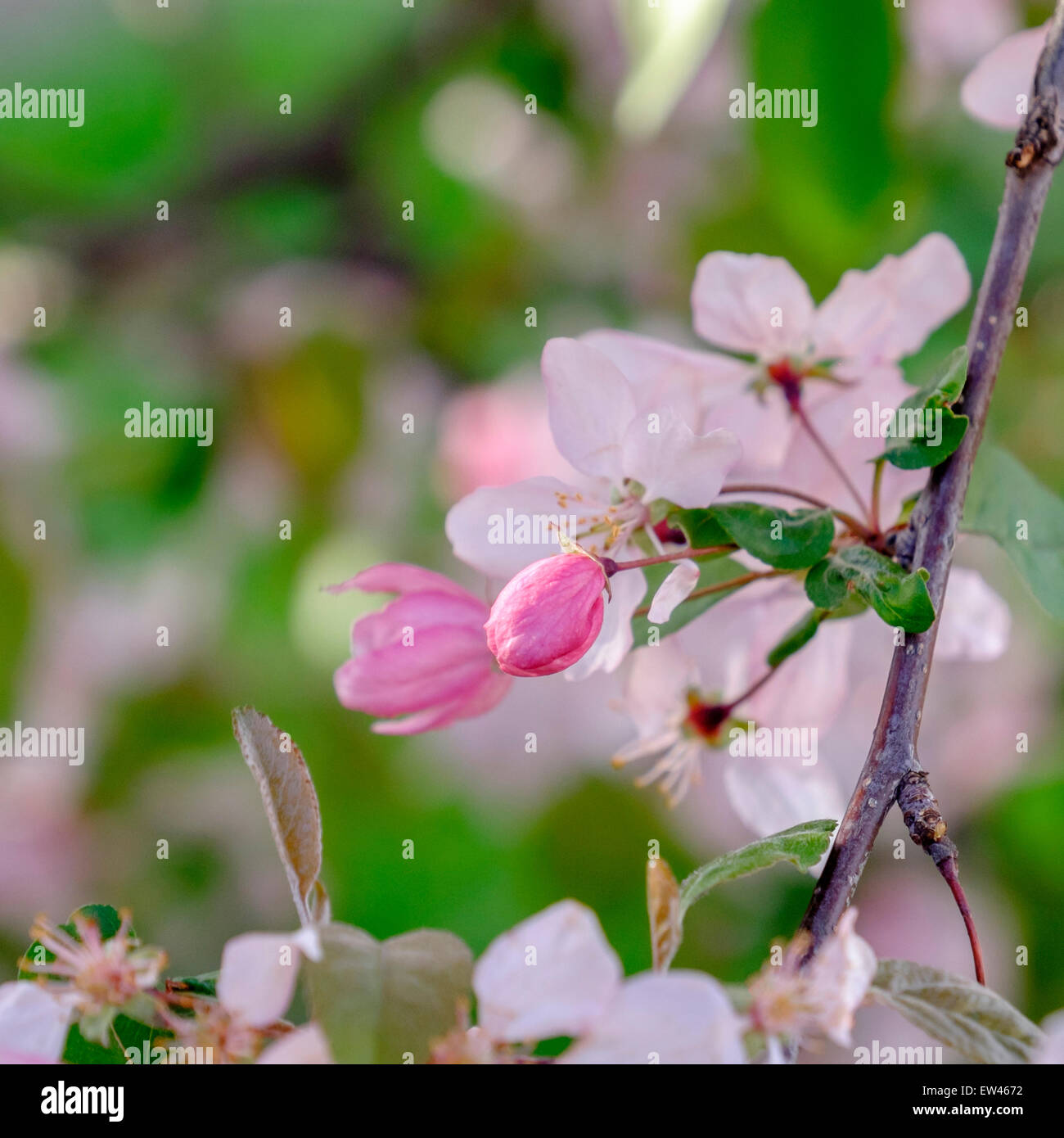 Spring blossoms on a Crabapple tree,Malus. USA Stock Photo - Alamy