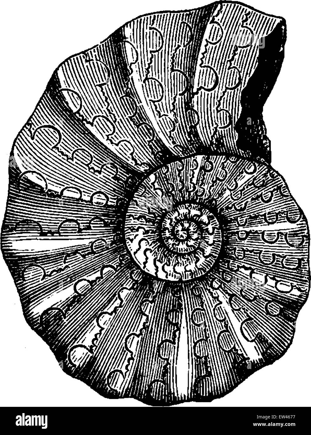 Ceratite nodosus, vintage engraved illustration. Earth before man ...
