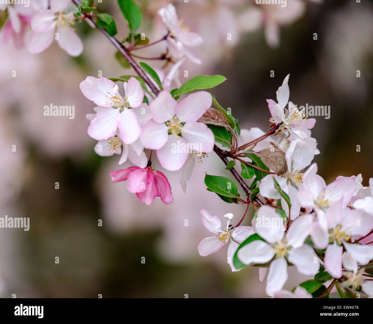 Revit Malus Spring Snow Flowering Crabapple