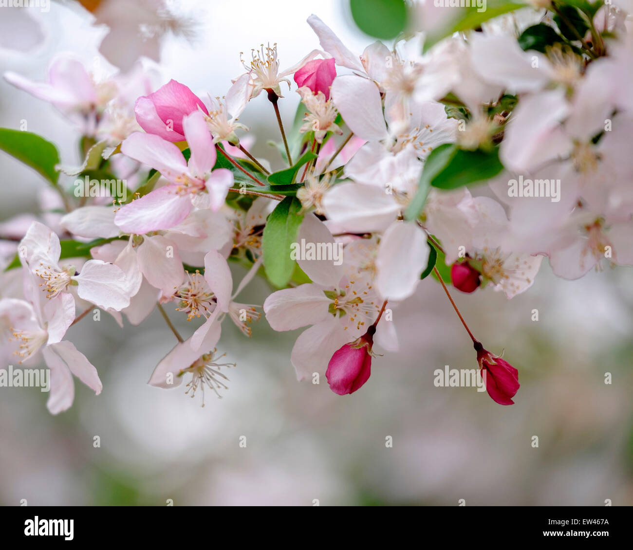 Revit Malus Spring Snow Flowering Crabapple