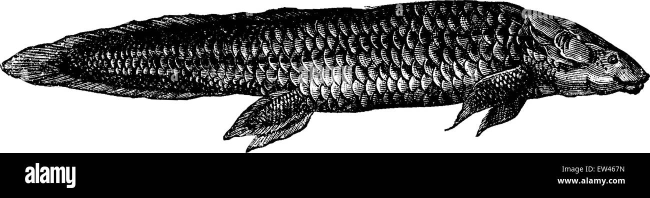 Fish from the Triassic Period: The Ceratodus, fish equipped with lung ...