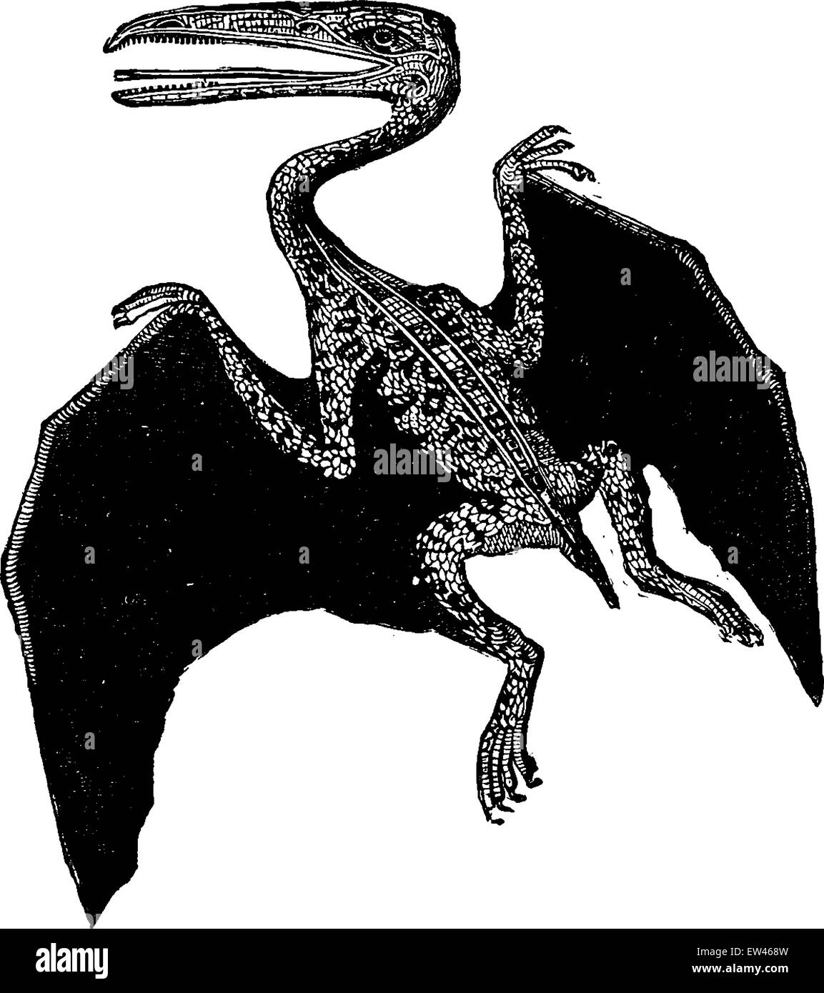 The Pterodactyle, vintage engraved illustration. Earth before man ...