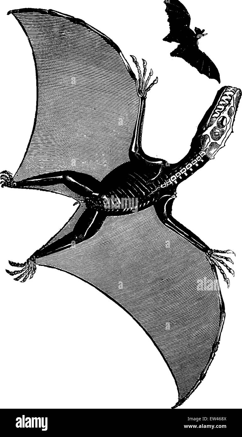 Pterodactyl and bat, vintage engraved illustration. Earth before man ...