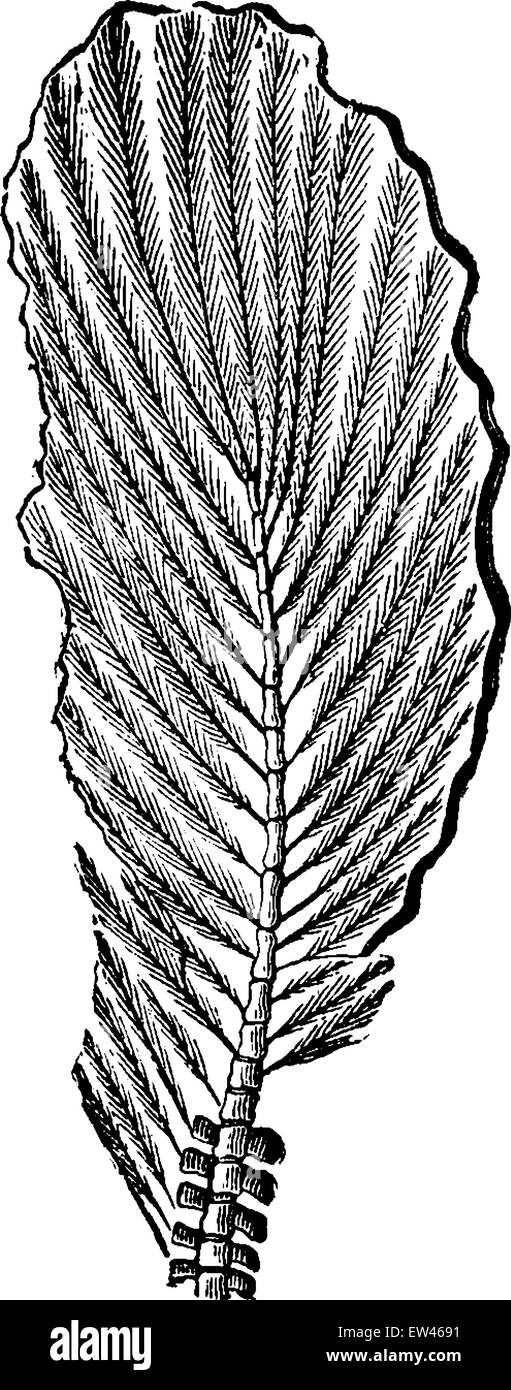 Fossil feather Stock Vector Images - Alamy