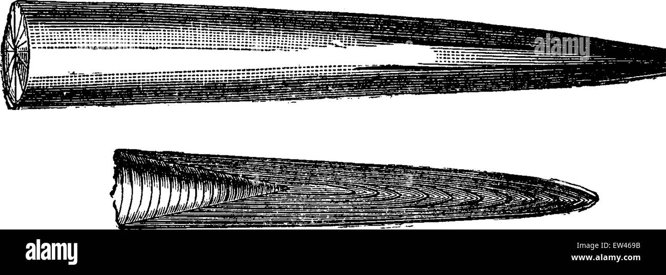 Various beaks of Jurassic belemnites, vintage engraved illustration ...