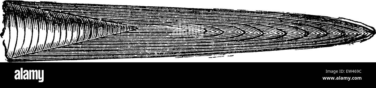 Various beaks of Jurassic belemnites, vintage engraved illustration ...