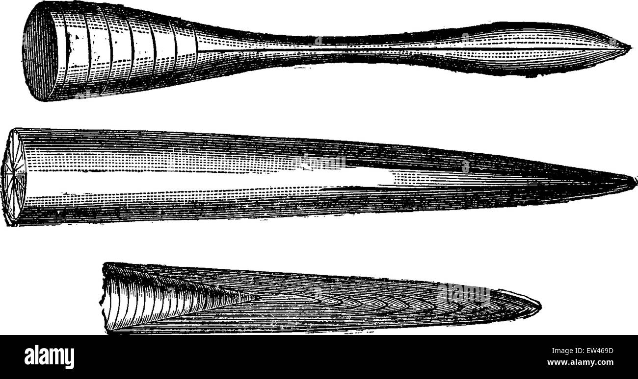 Various beaks of Jurassic belemnites, vintage engraved illustration ...