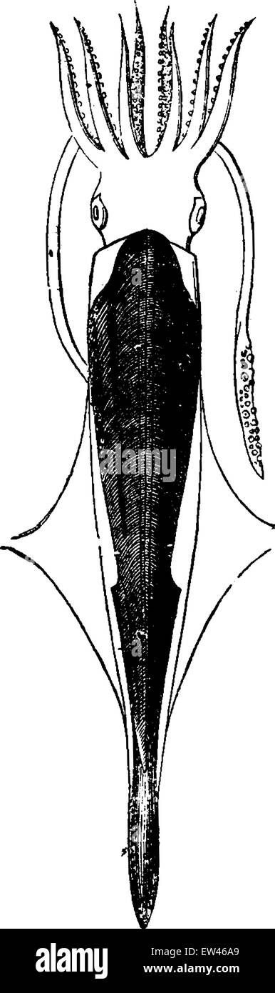 Belemnite illustration hi-res stock photography and images - Alamy