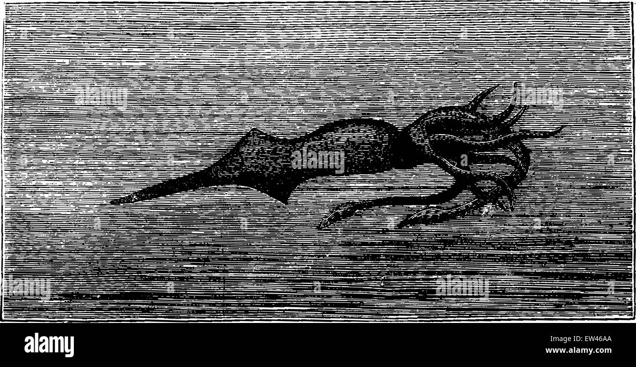 Belemnite hi-res stock photography and images - Alamy