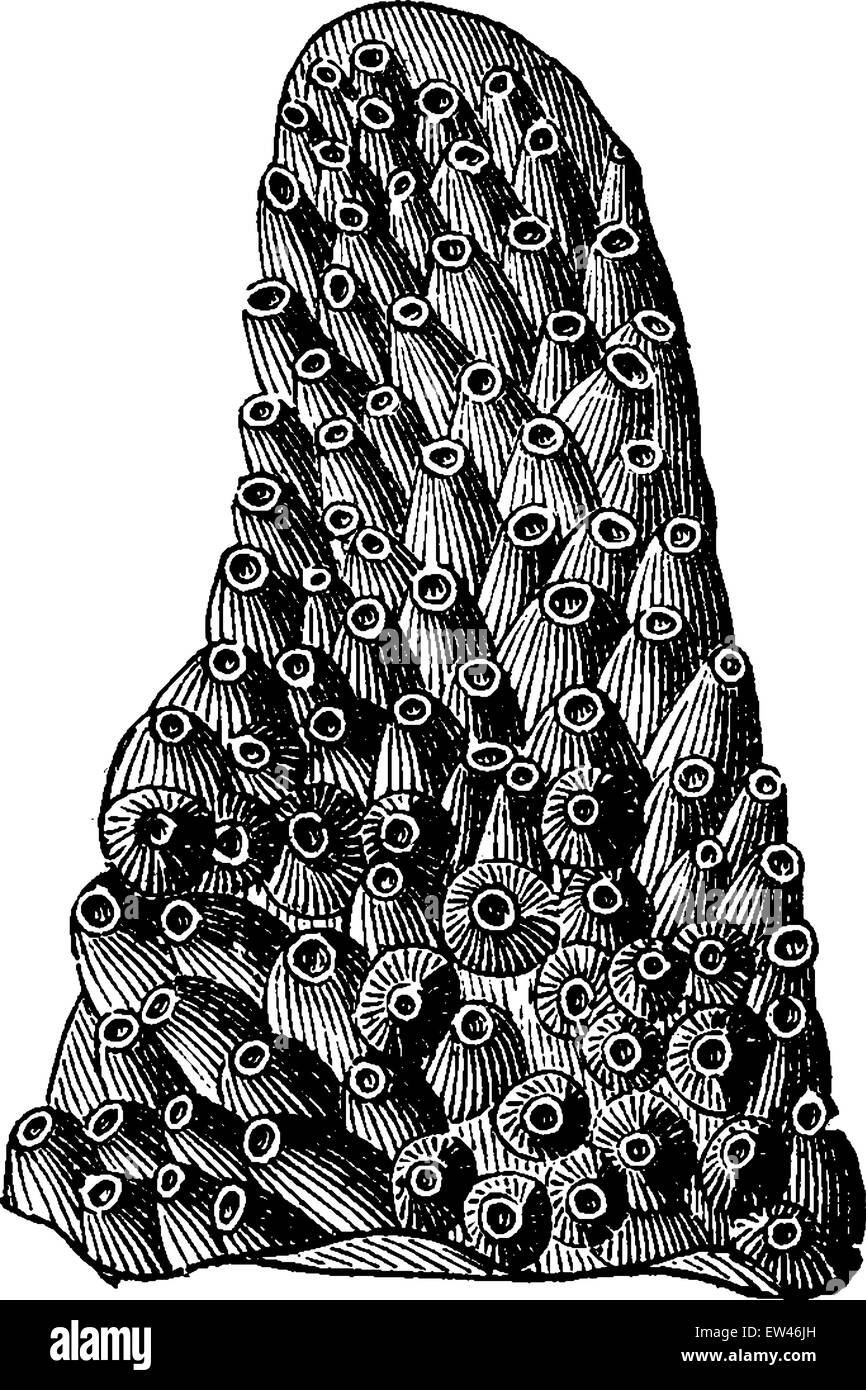 Lobocoenia obeliscus, vintage engraved illustration. Earth before man ...