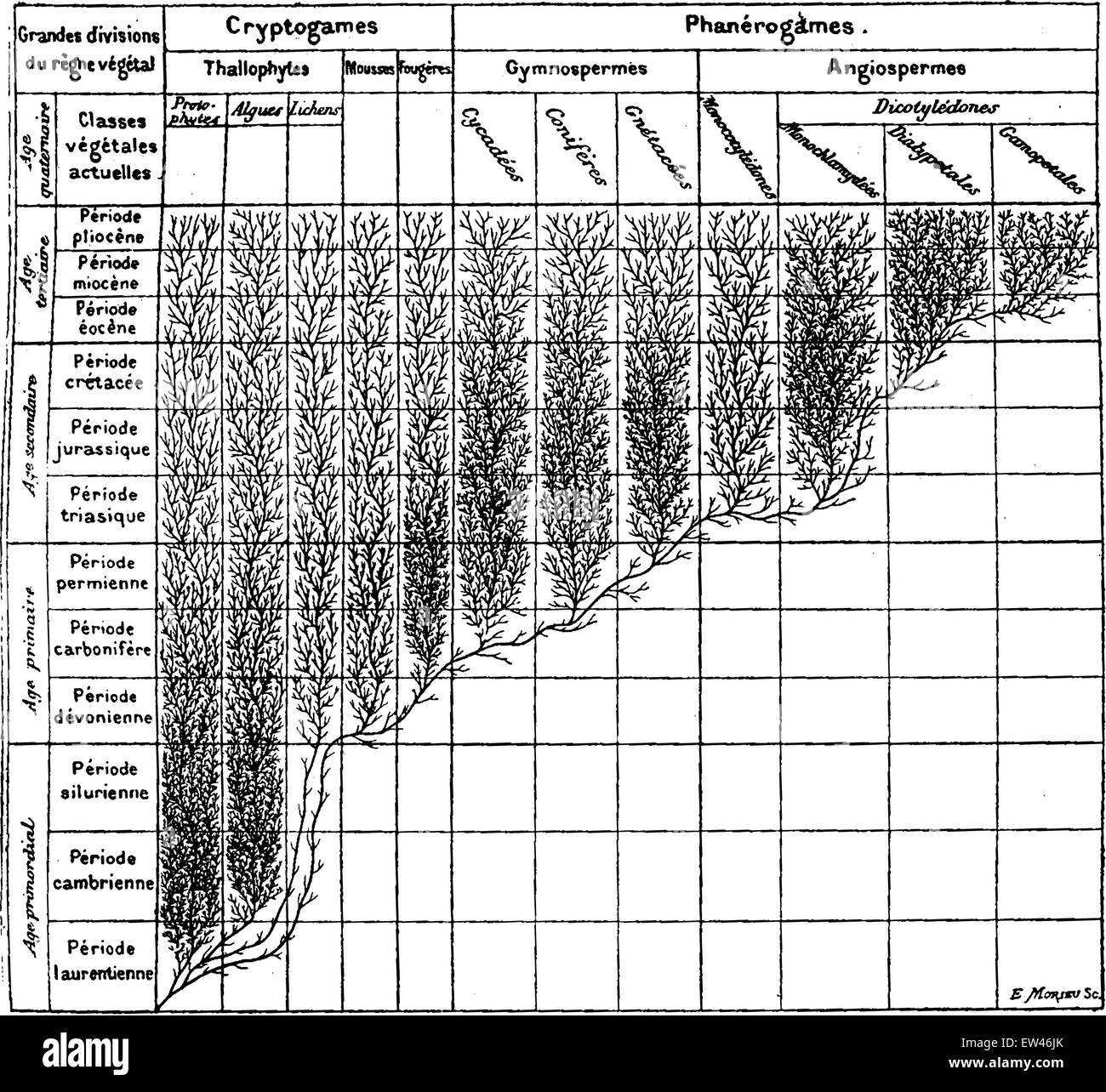 Cycads family Stock Vector Images - Alamy