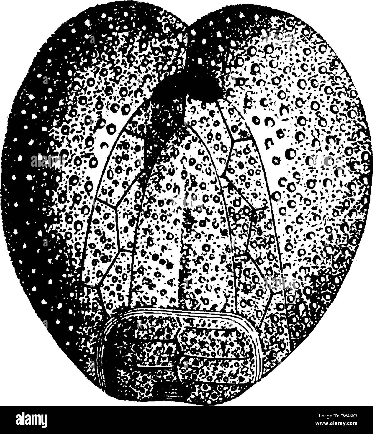 Micraster hi-res stock photography and images - Alamy