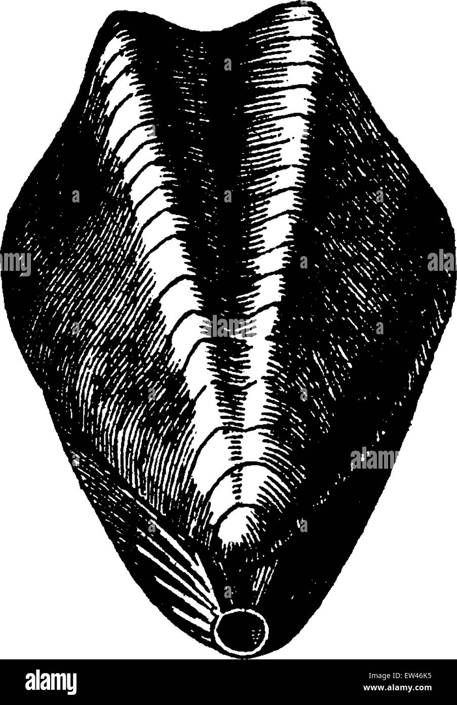 Terebratula praelonga, vintage engraved illustration. Earth before man ...