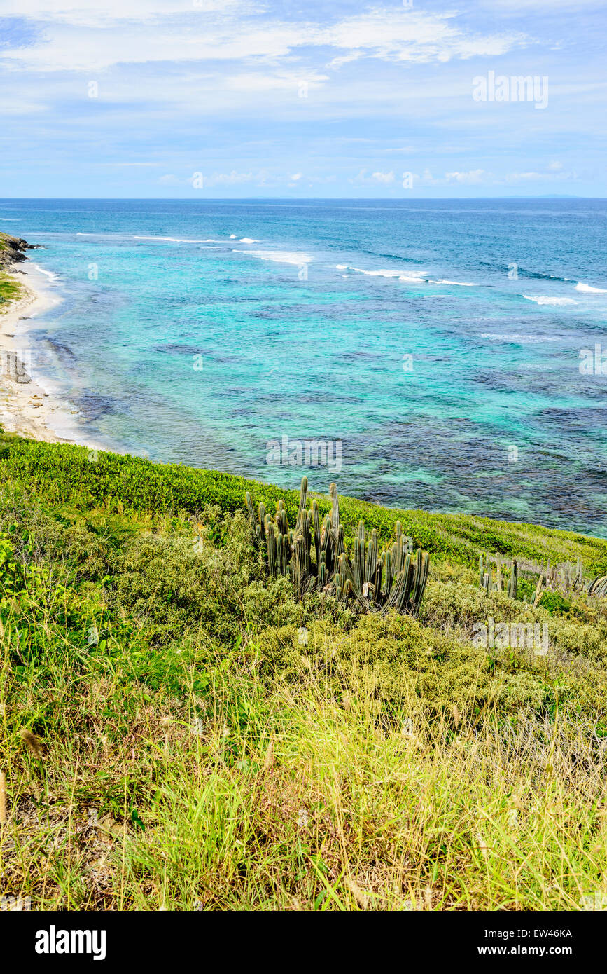 Cacti in the foreground of the coastline and the Caribbean sea from the ...