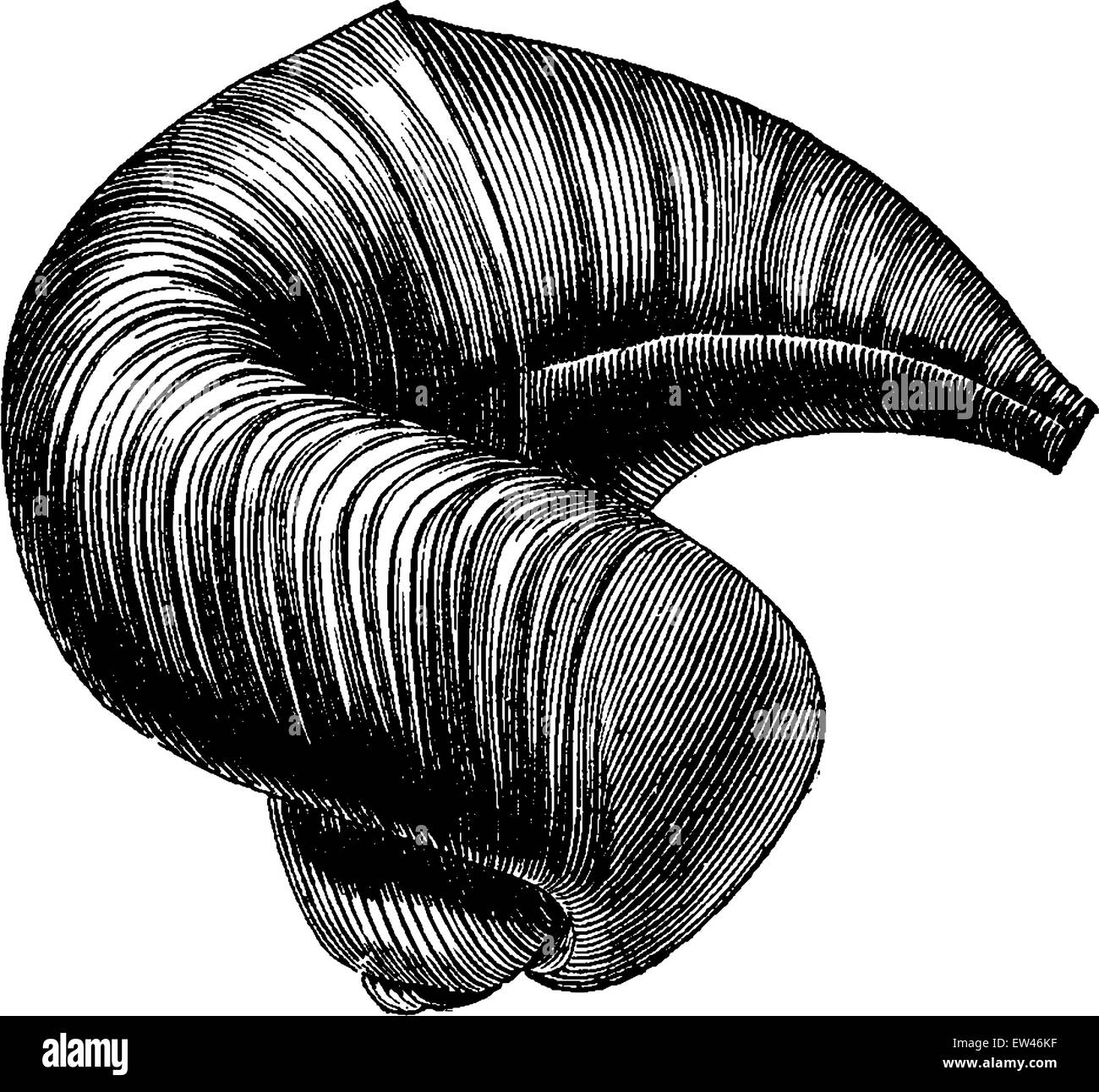 Field paleontology Black and White Stock Photos & Images - Alamy