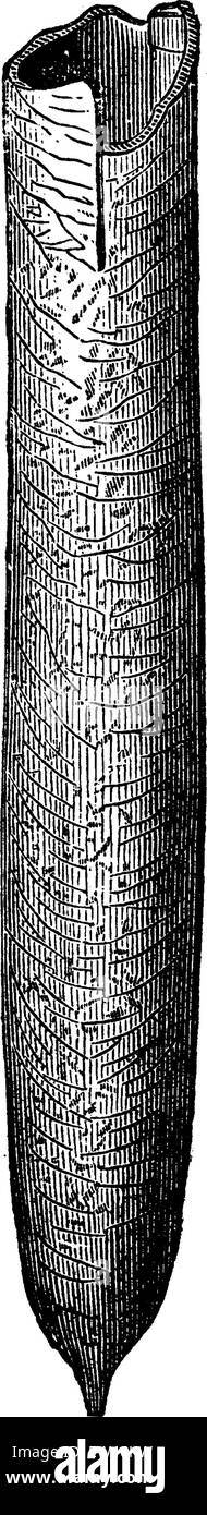 Belemnites of the Cretaceous, vintage engraved illustration. Earth ...