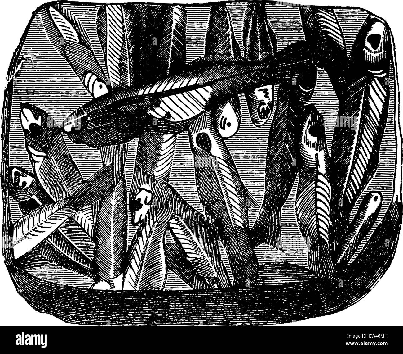 Preserved fossil fish on a plate shale, vintage engraved illustration ...