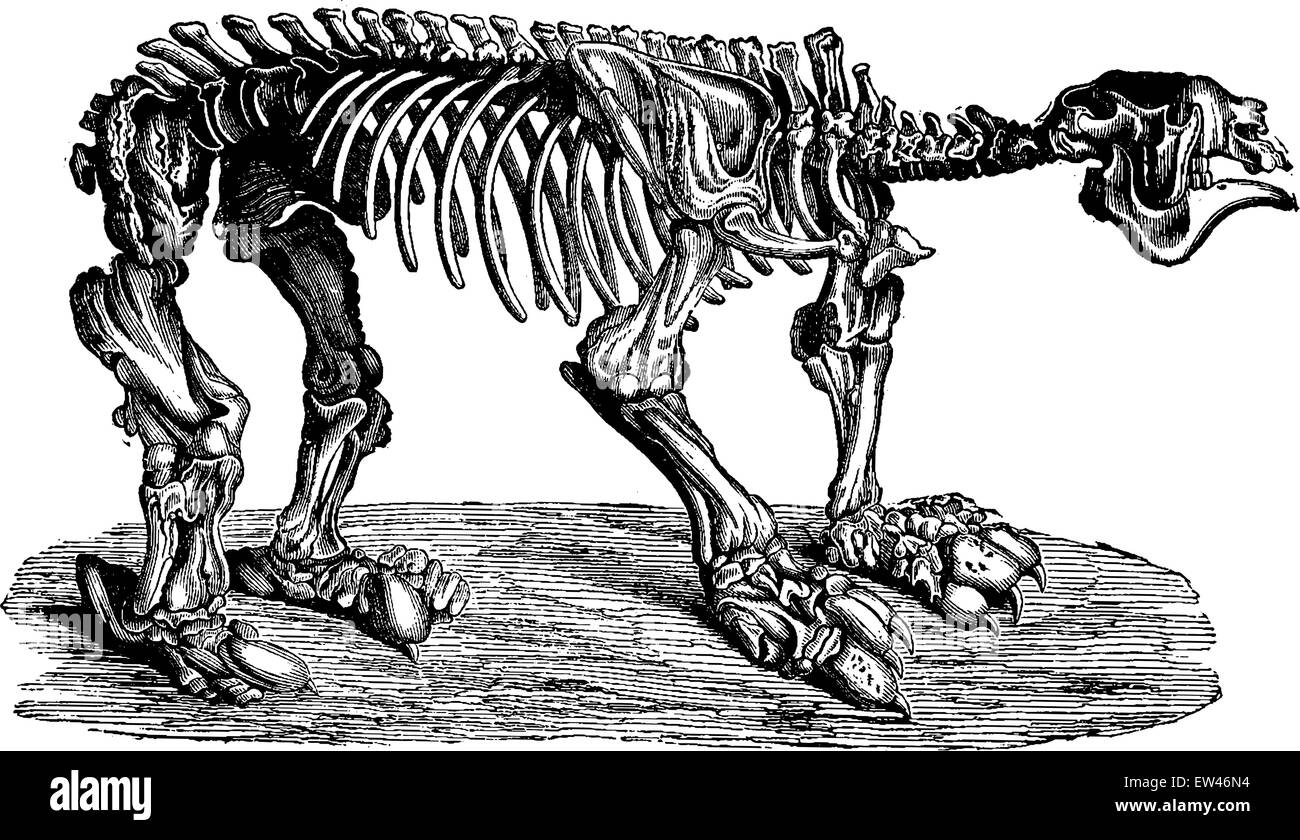 Megatherium, vintage engraved illustration. Earth before man – 1886 ...