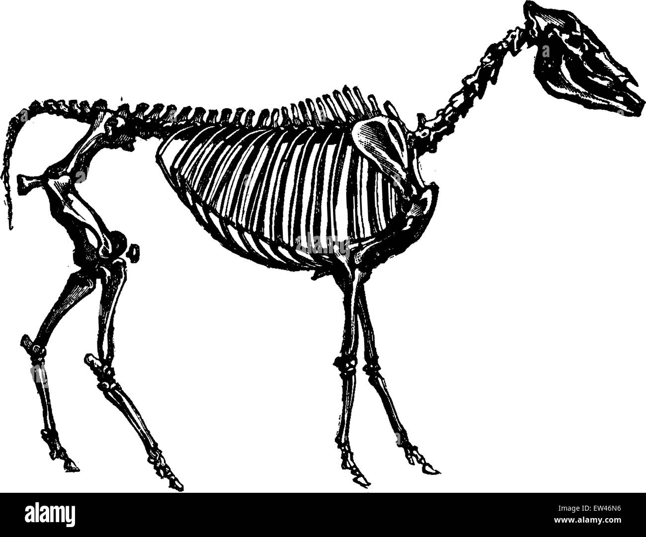 Fossil skeleton of a hipparion, probable ancestor of the horse, vintage ...