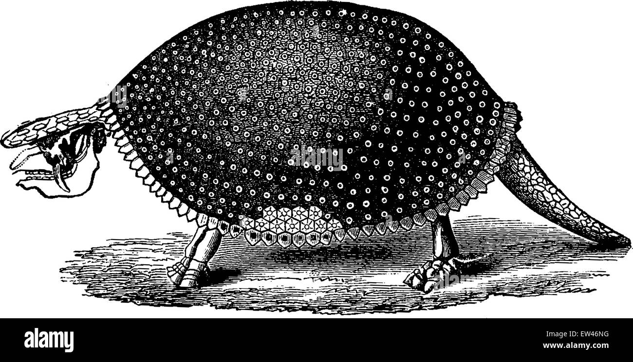 Glyptodon skeleton and shell hi-res stock photography and images - Alamy