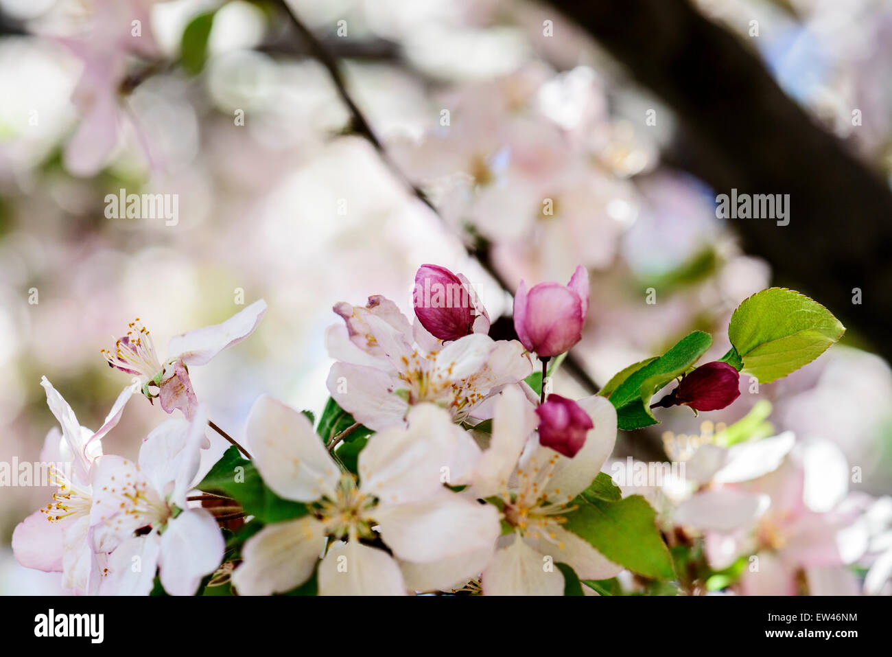 A crabapple tree, Malus, in full spring bloom. Oklahoma, USA Stock ...