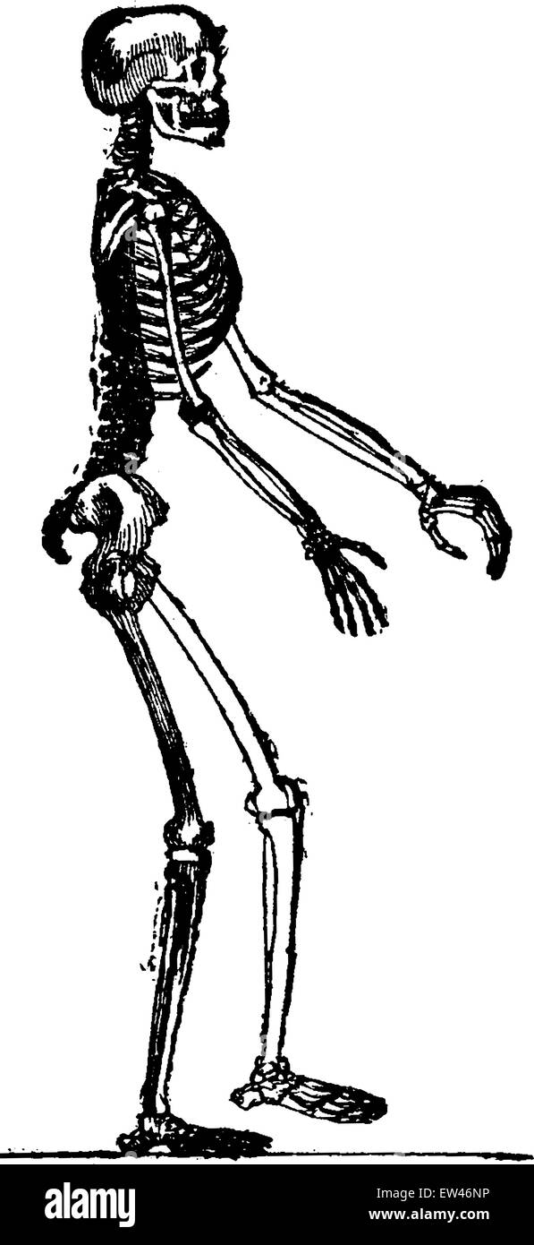 Human skeleton standing anatomy engraving hi-res stock photography and ...