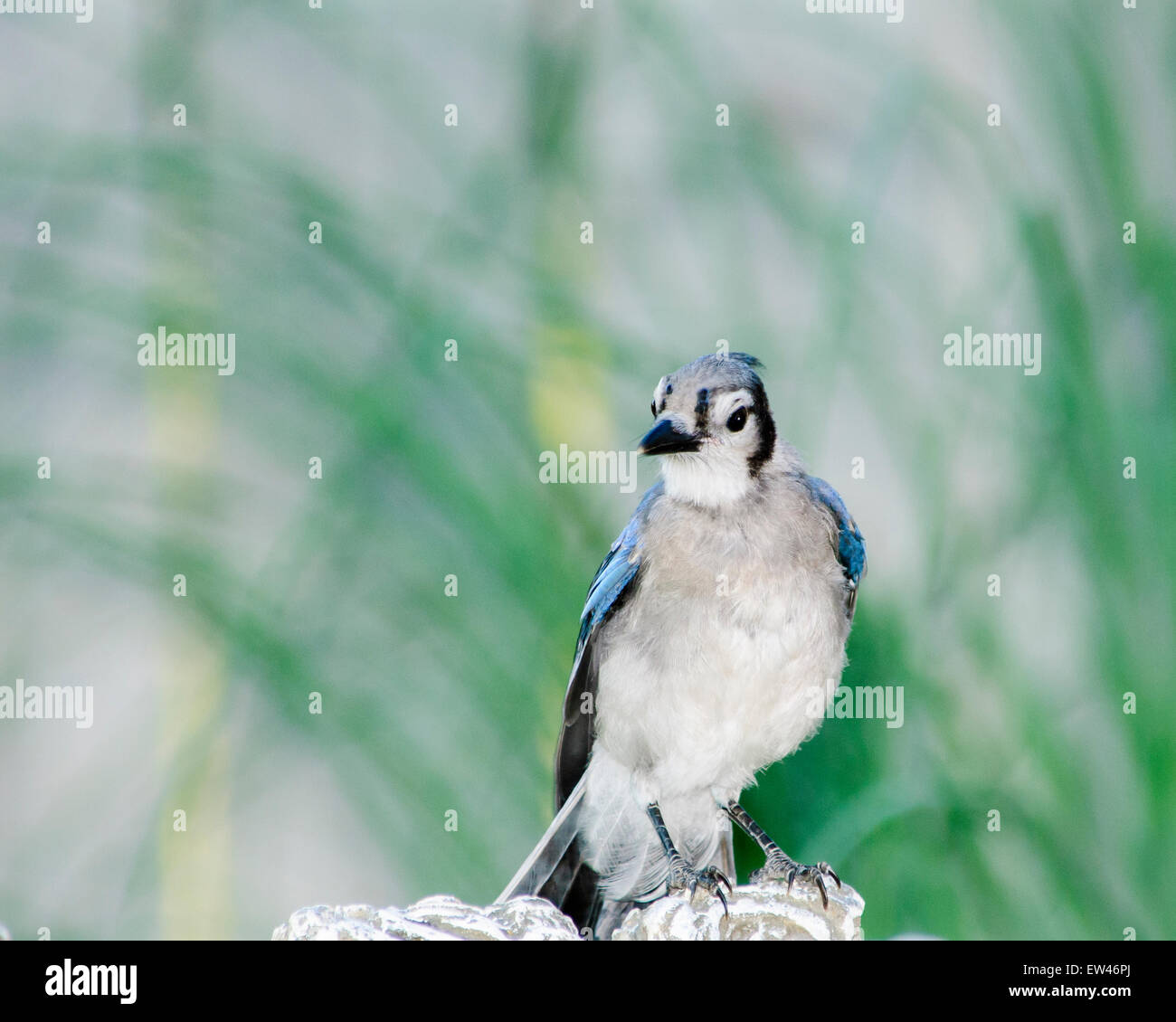 Immature blue jay hi-res stock photography and images - Alamy