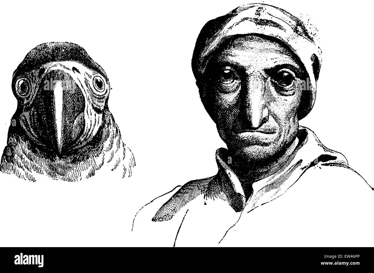 Parrot, vintage engraved illustration. Earth before man – 1886 Stock ...