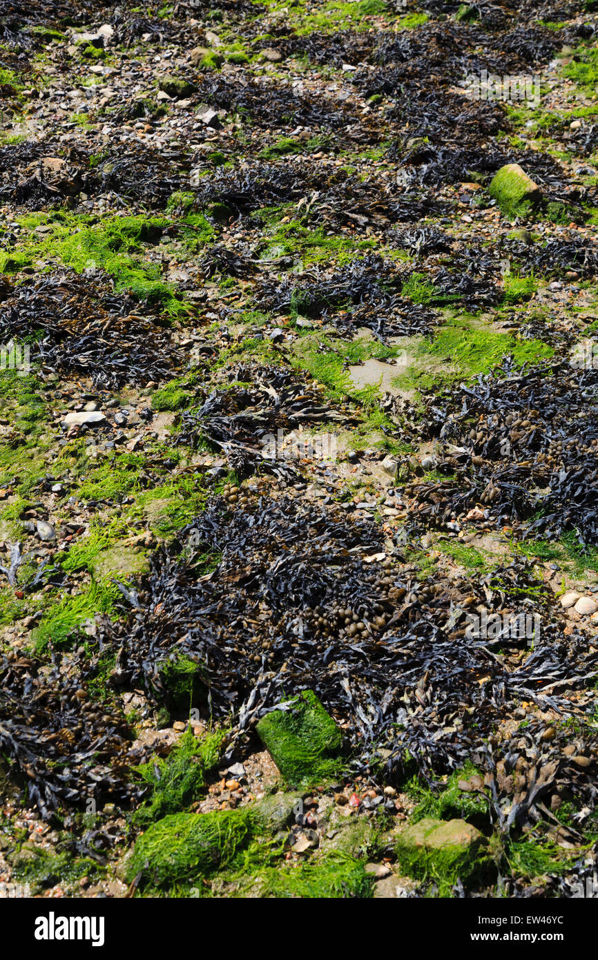 Pattern detail of seaweed Stock Photo - Alamy