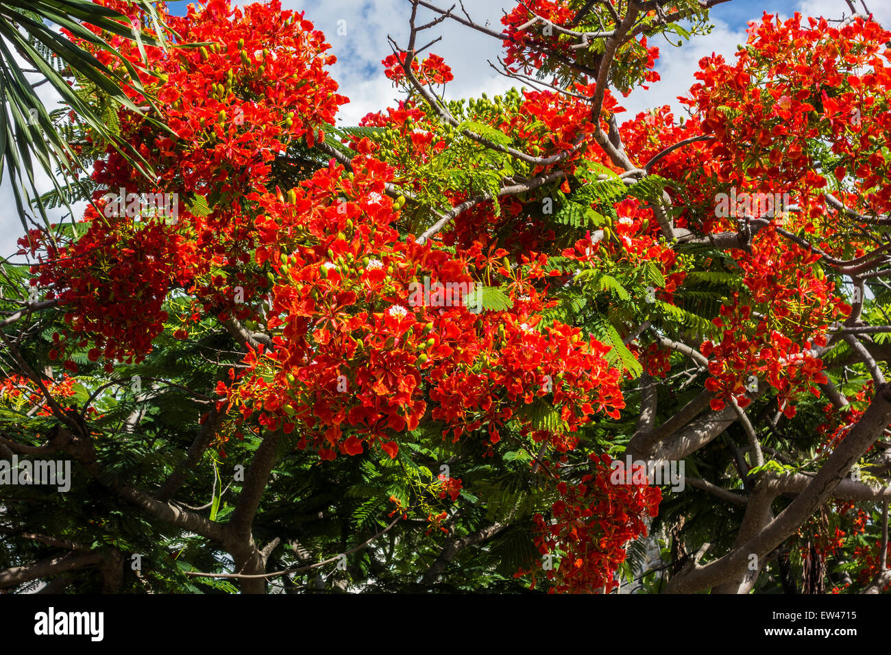 A Royal Poinciana, or Flamboyant tree, Delonix regia on St. Croix, U. S ...