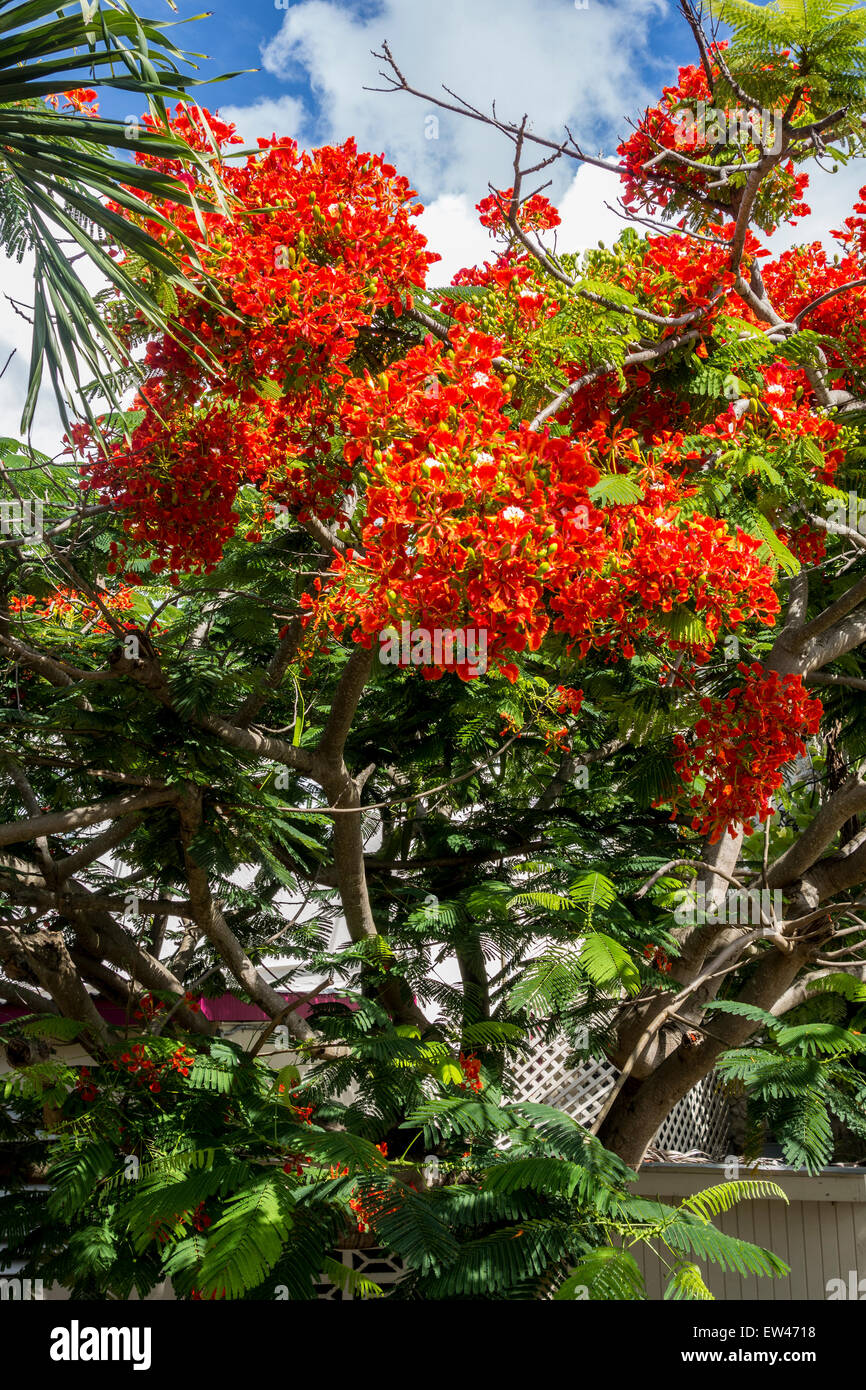 A Royal Poinciana, or Flamboyant tree, Delonix regia on St. Croix, U. S ...