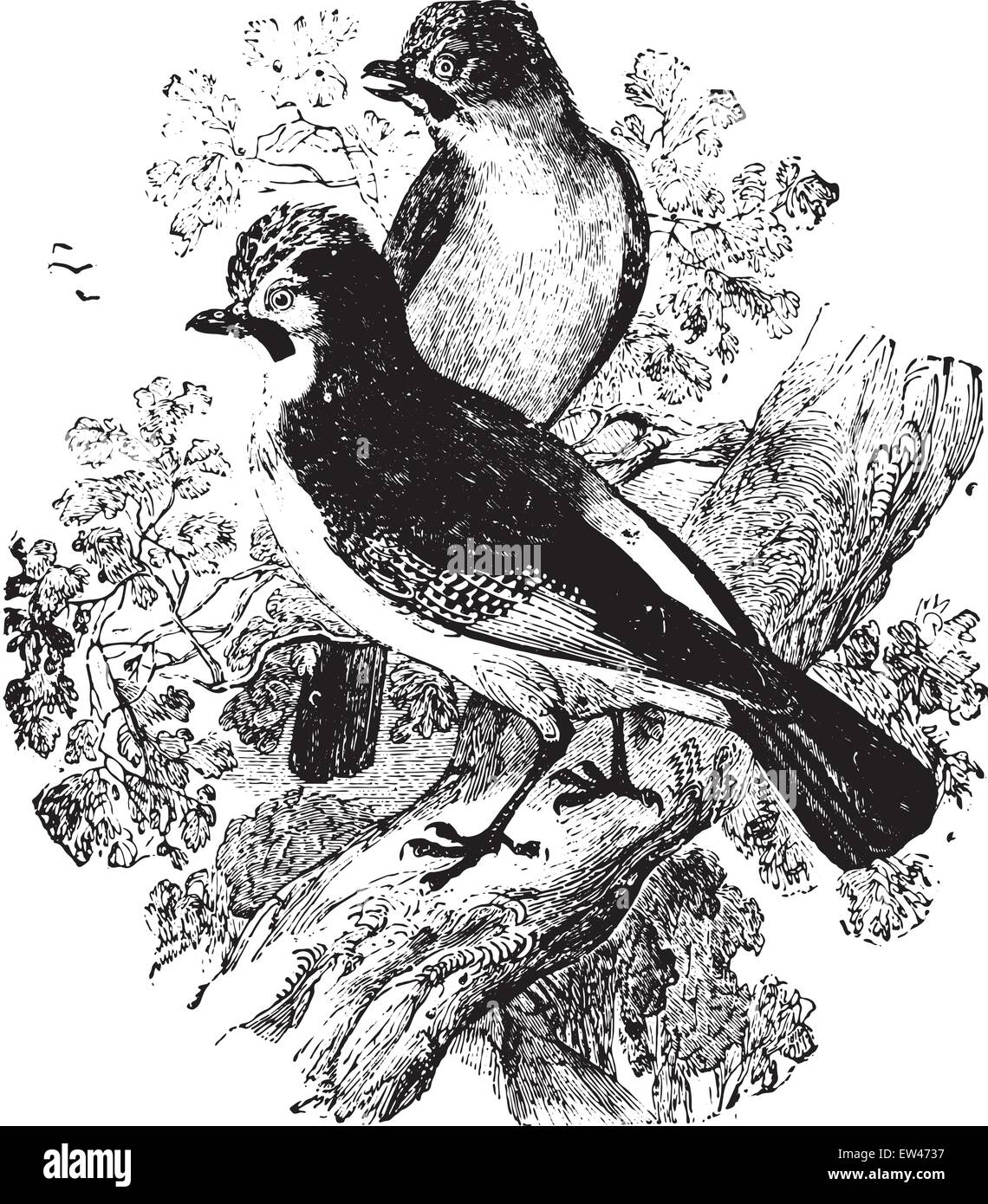 Corvidae illustration Stock Vector Images - Alamy