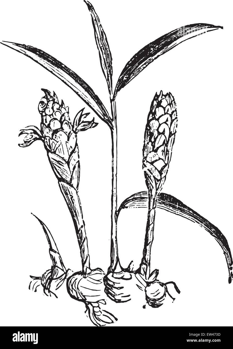 Rhizome Illustration Plant Rhizome Botany High Resolution Stock ...