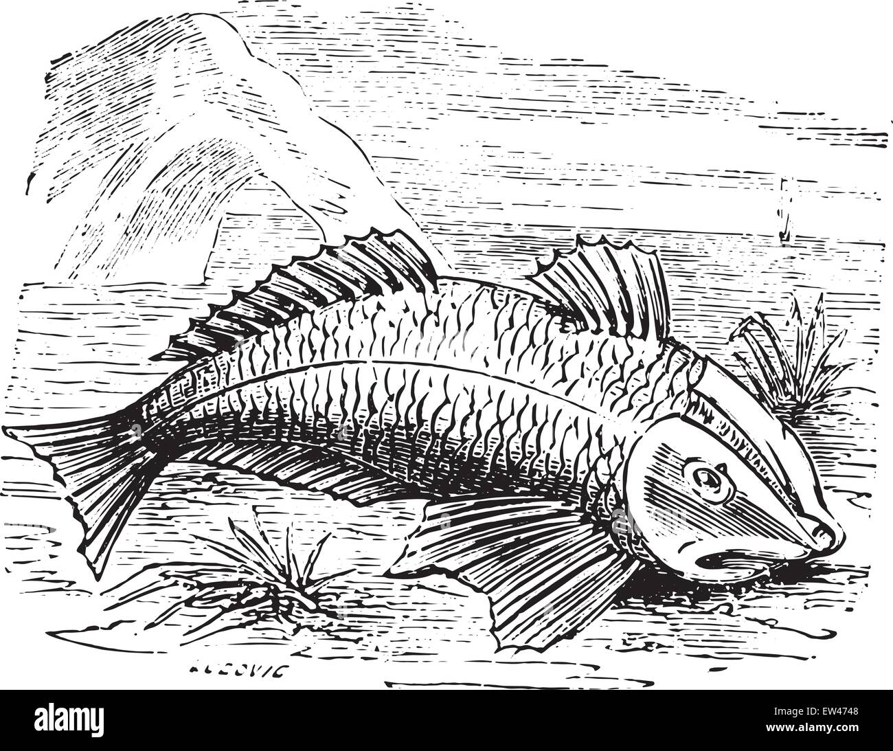 Triglidae Stock Vector Images - Alamy