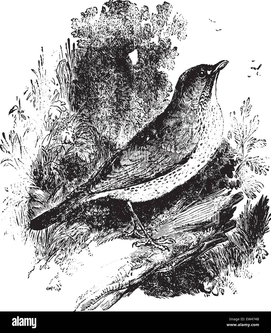 Thrush vector vectors hi-res stock photography and images - Alamy