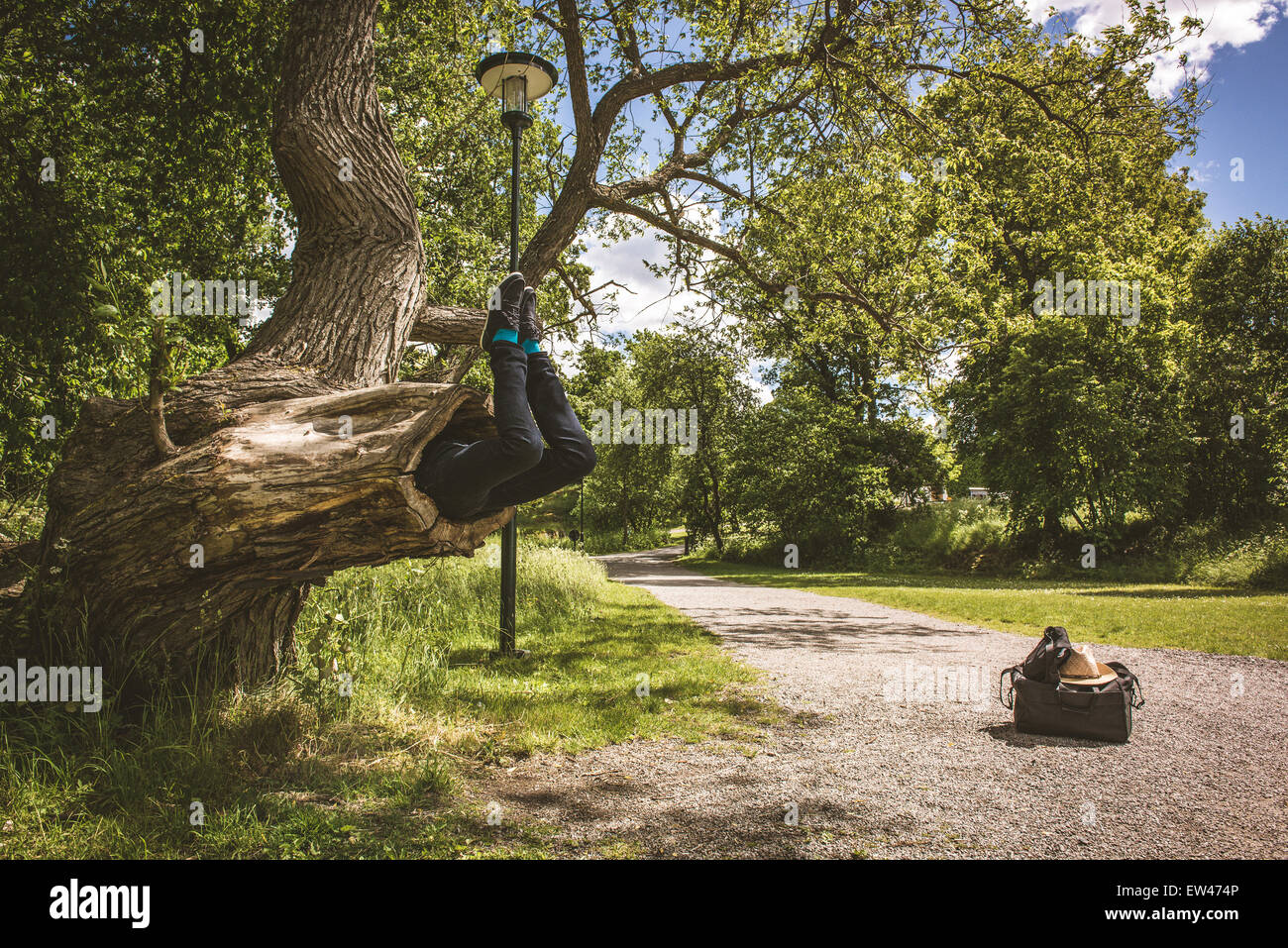 Young man is being eaten by a big tree. Trees and a path visible in the ...