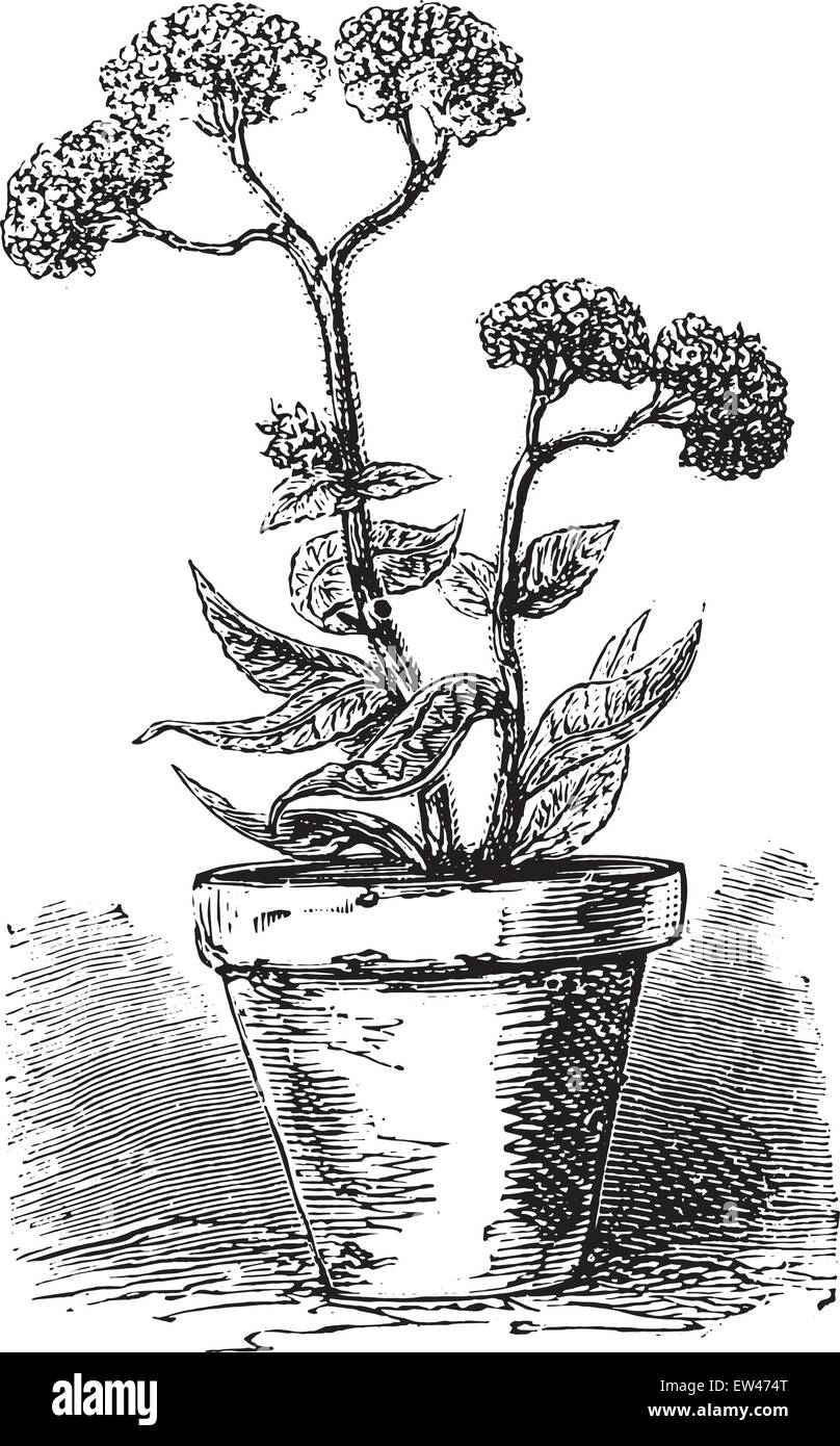 Heliotrope flower Stock Vector Images - Alamy