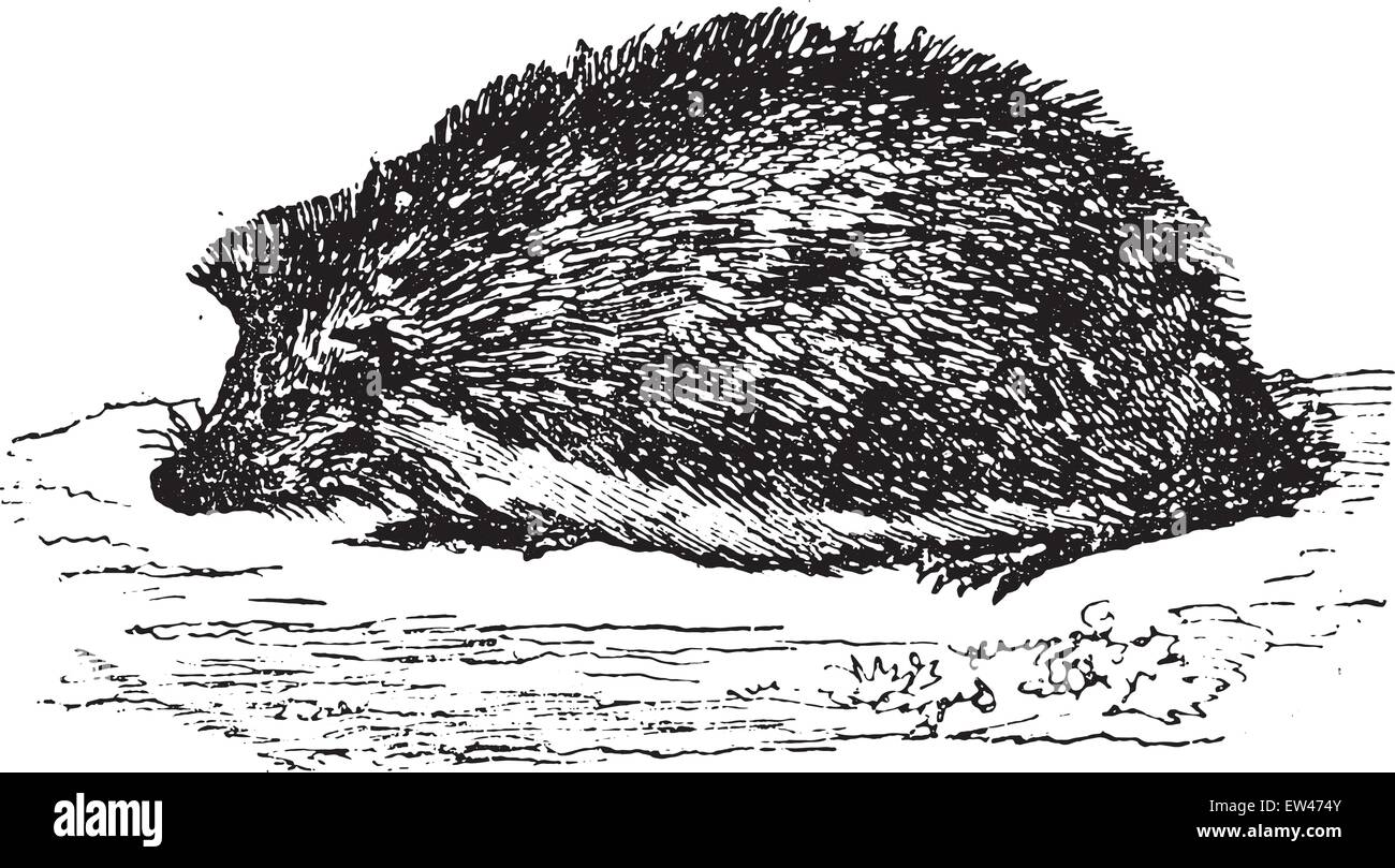 Old hedgerow Stock Vector Images - Alamy