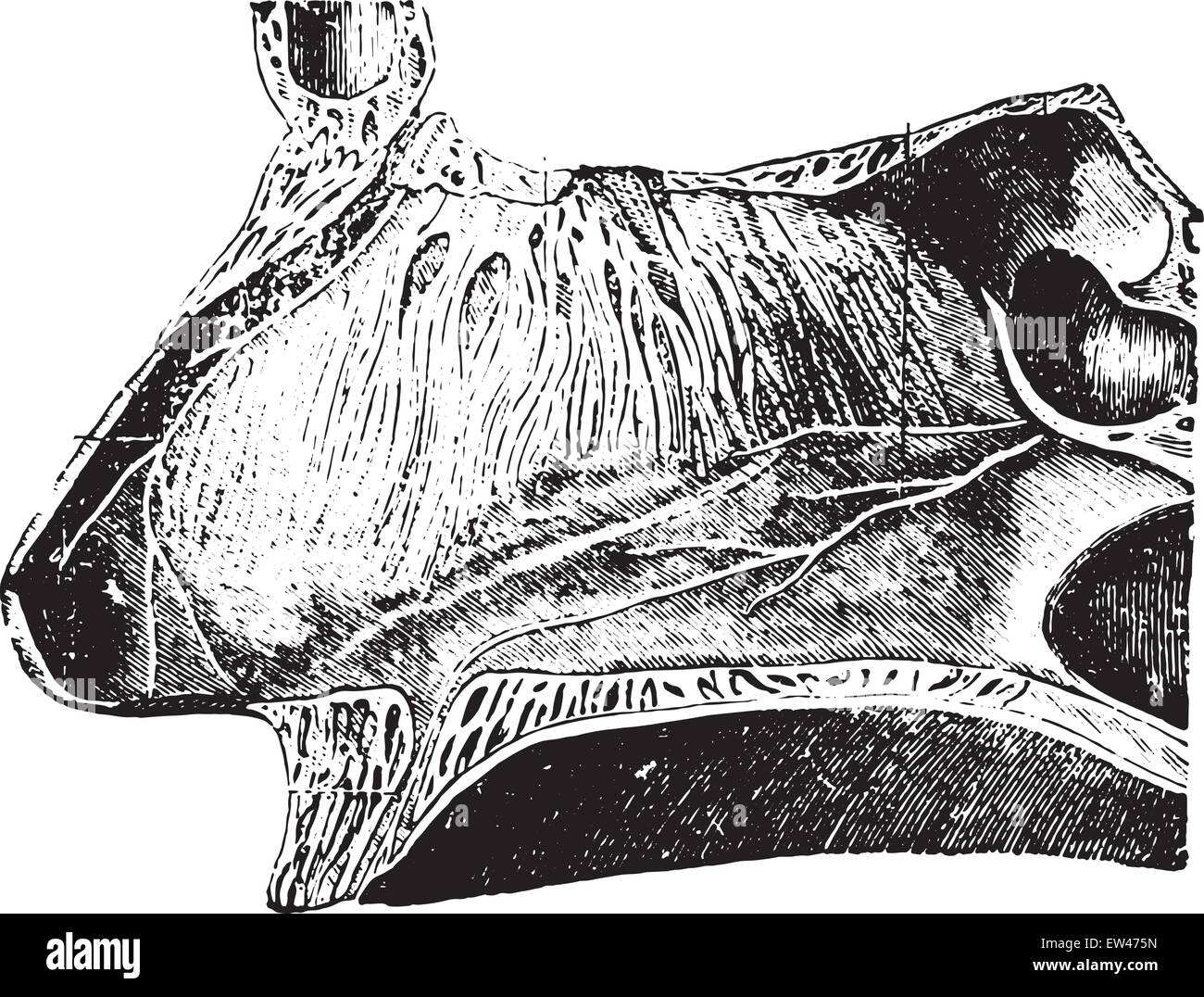 Historic nose art Stock Vector Images - Alamy