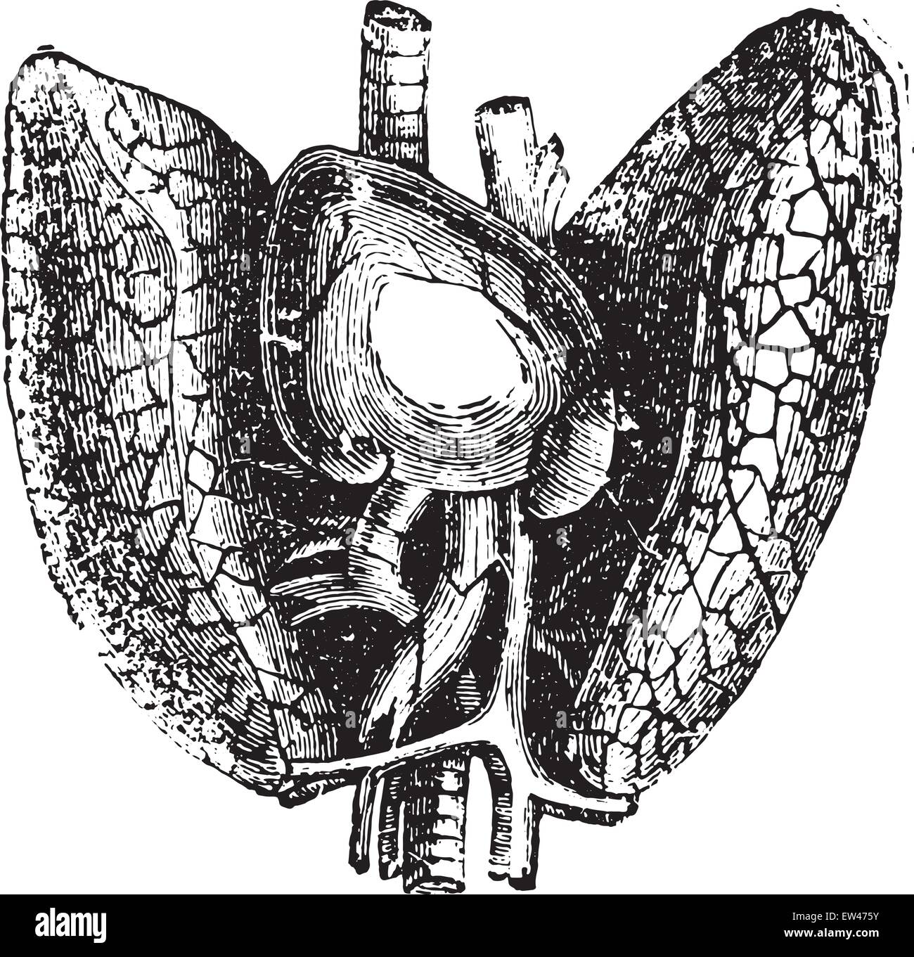 Vintage heart etching hi-res stock photography and images - Alamy