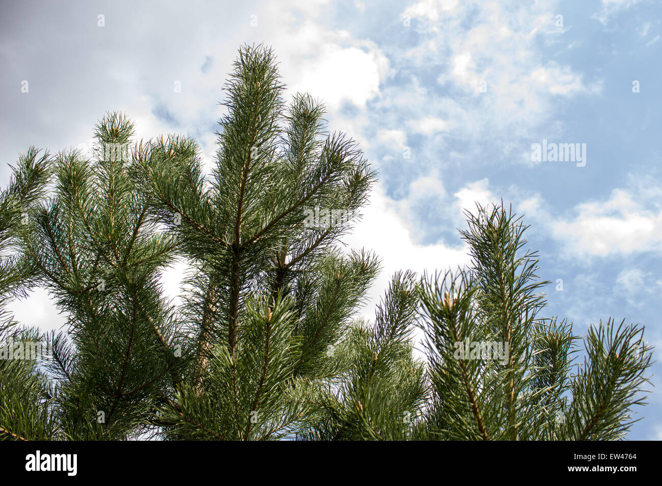 Green Spruce Tree Branches close up Stock Photo - Alamy